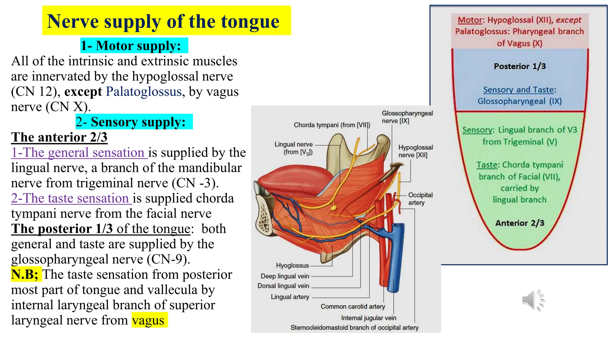 Anatomy of the Oral cavity and tongue .ppsx
