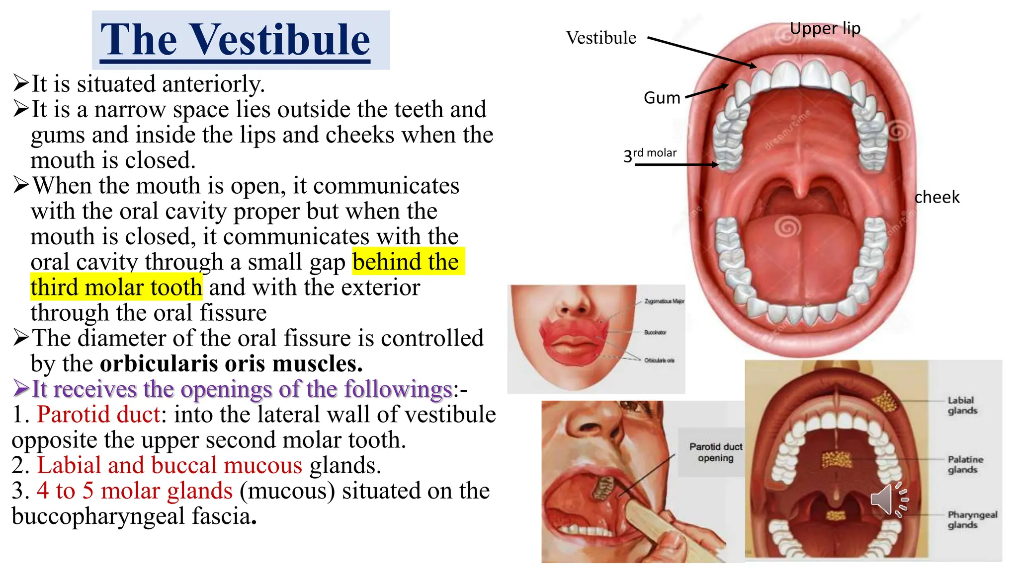 Anatomy of the Oral cavity and tongue .ppsx
