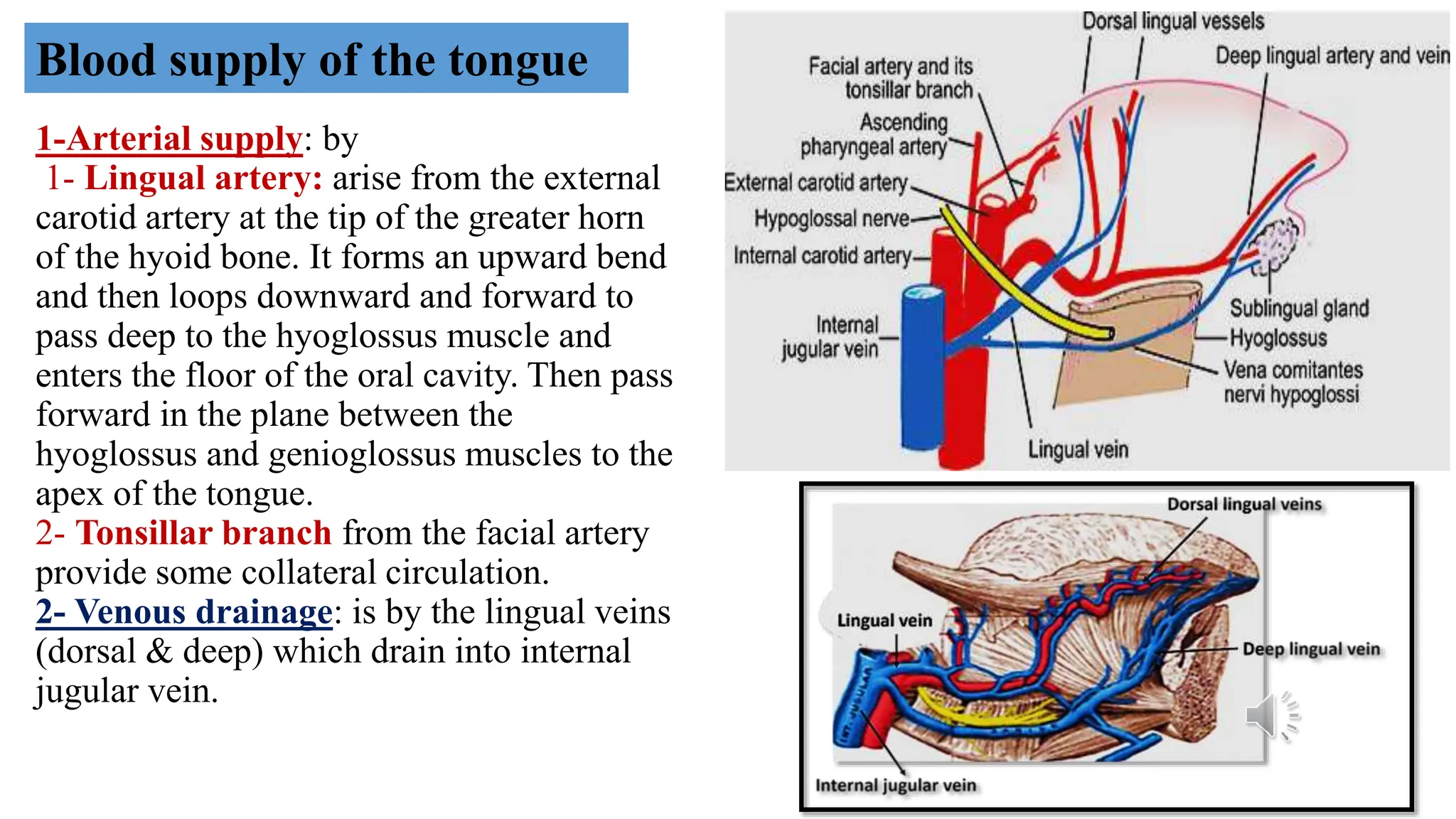 Anatomy of the Oral cavity and tongue .ppsx