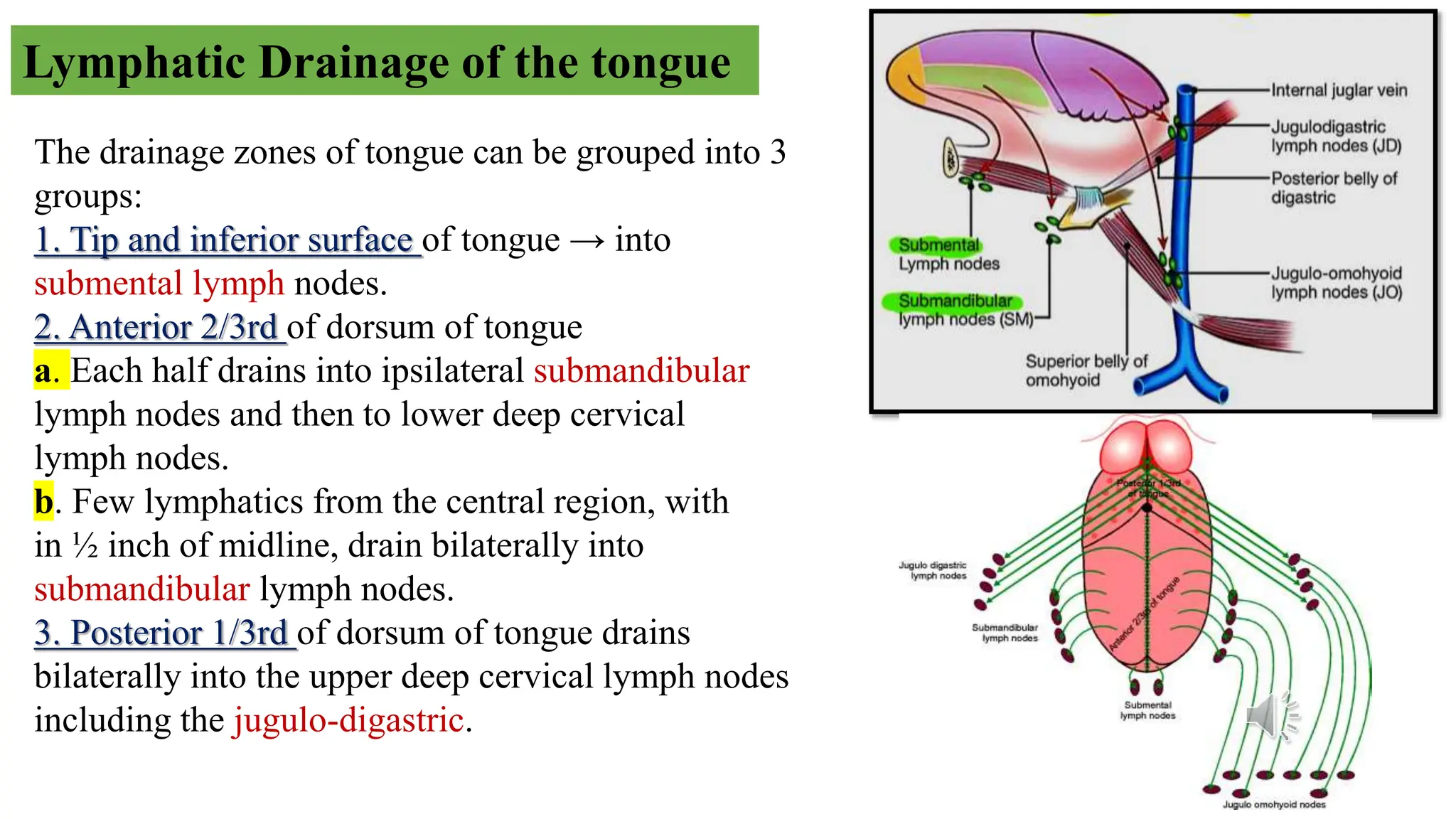 Anatomy of the Oral cavity and tongue .ppsx