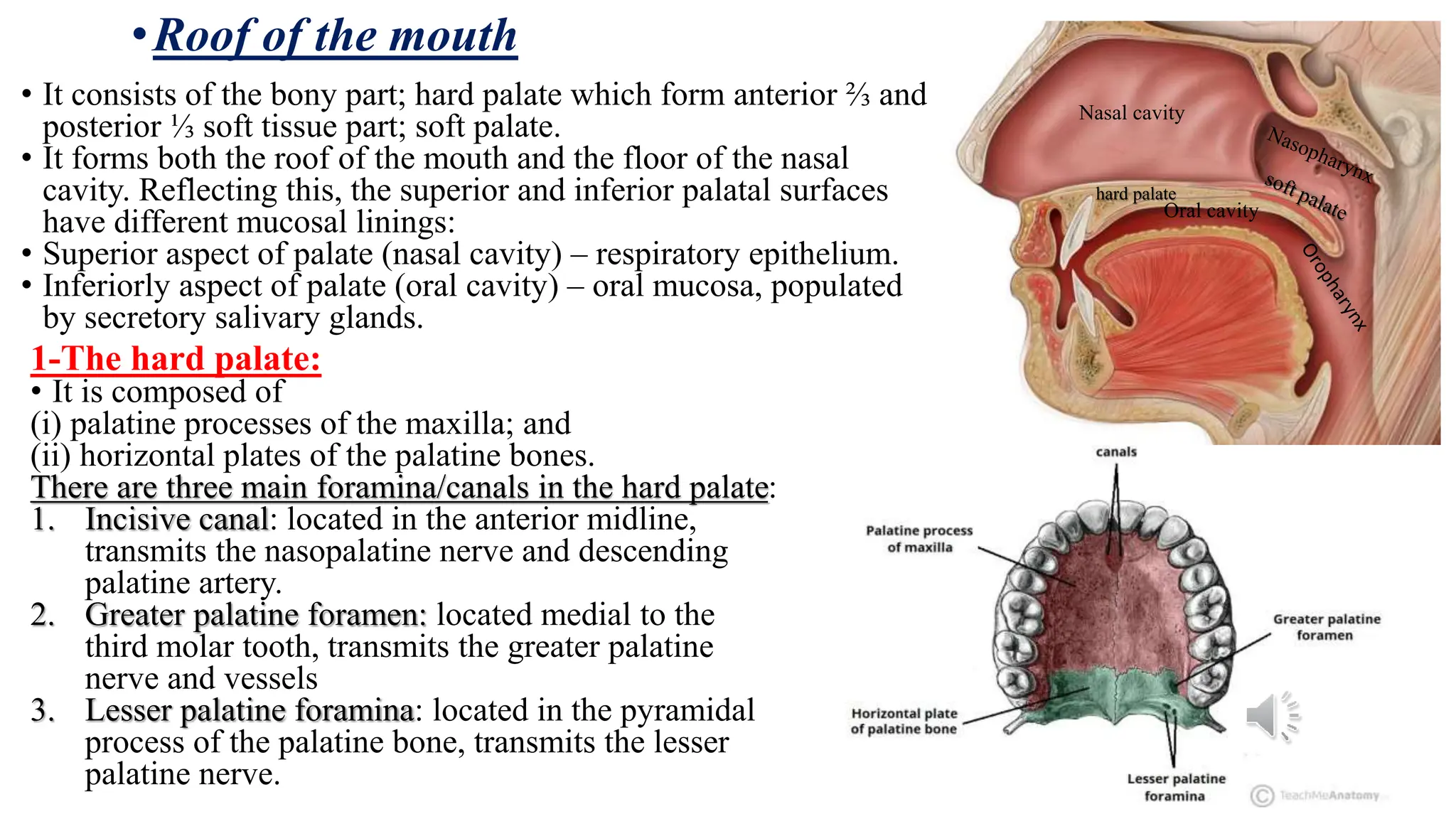 Anatomy of the Oral cavity and tongue .ppsx