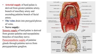Anatomy of the Oral cavity and tongue .ppsx