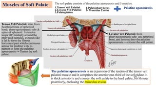 Anatomy of the Oral cavity and tongue .ppsx