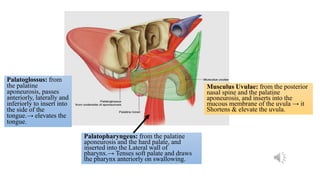 Anatomy of the Oral cavity and tongue .ppsx