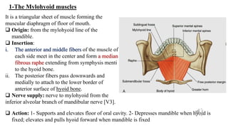 Anatomy of the Oral cavity and tongue .ppsx