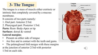 Anatomy of the Oral cavity and tongue .ppsx
