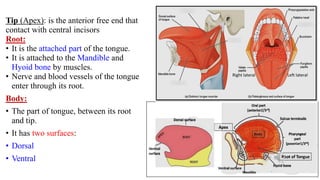 Anatomy of the Oral cavity and tongue .ppsx