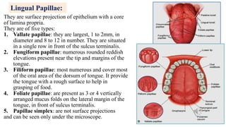 Anatomy of the Oral cavity and tongue .ppsx