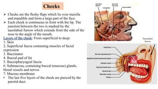 Anatomy of the Oral cavity and tongue .ppsx