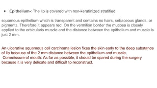 Anatomy of oral cavity.pptx, mbbs , ear nose throat | PPTX