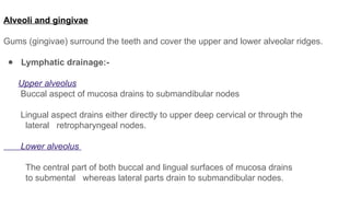 Anatomy of oral cavity.pptx, mbbs , ear nose throat | PPTX