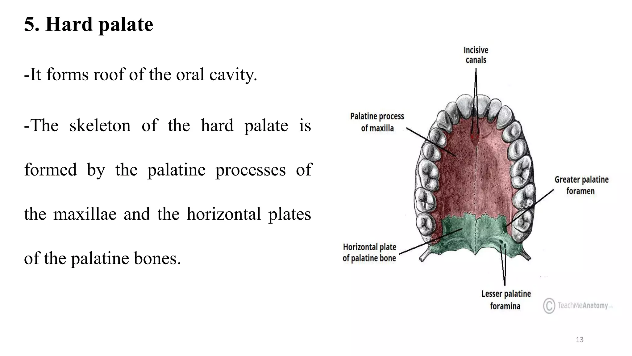 Anatomy Of Oral Cavity And Oropharynx.pptx