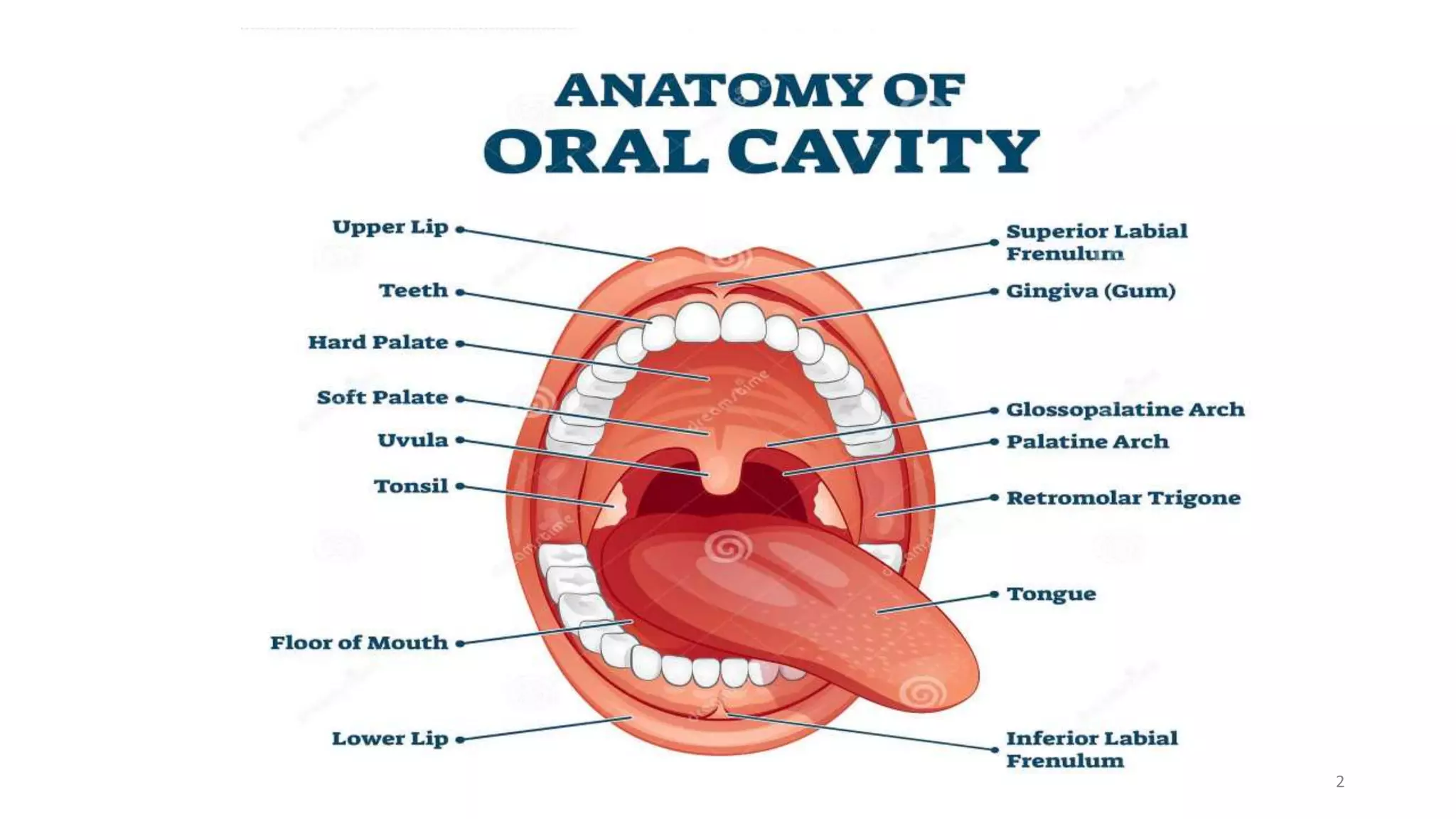 Anatomy Of Oral Cavity And Oropharynx.pptx