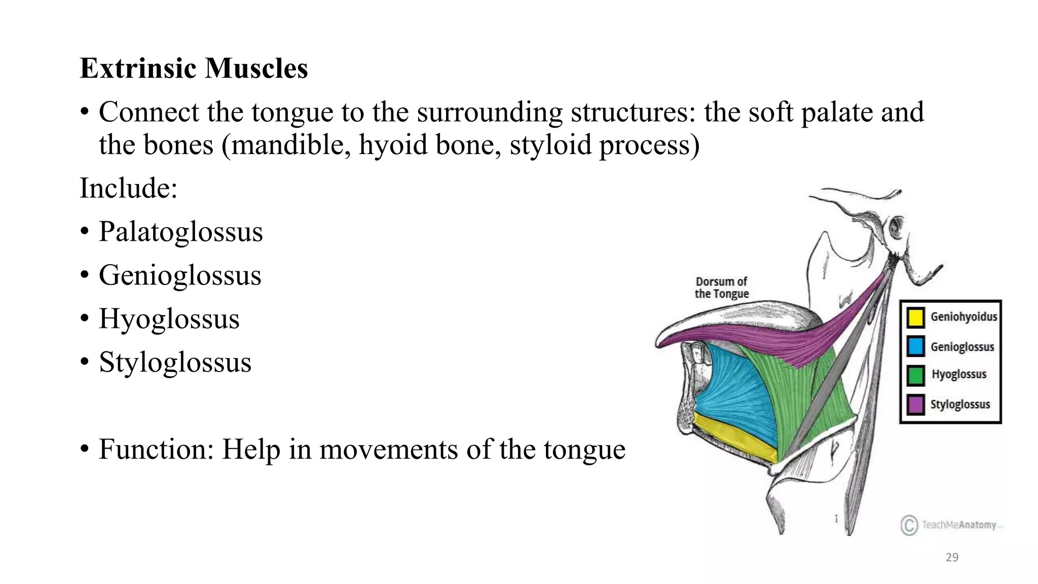 Anatomy Of Oral Cavity And Oropharynx.pptx