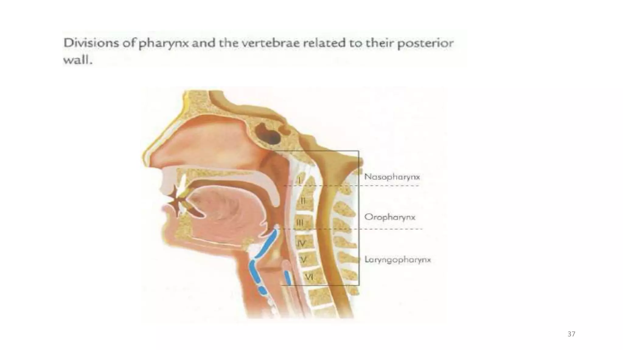Anatomy Of Oral Cavity And Oropharynx.pptx