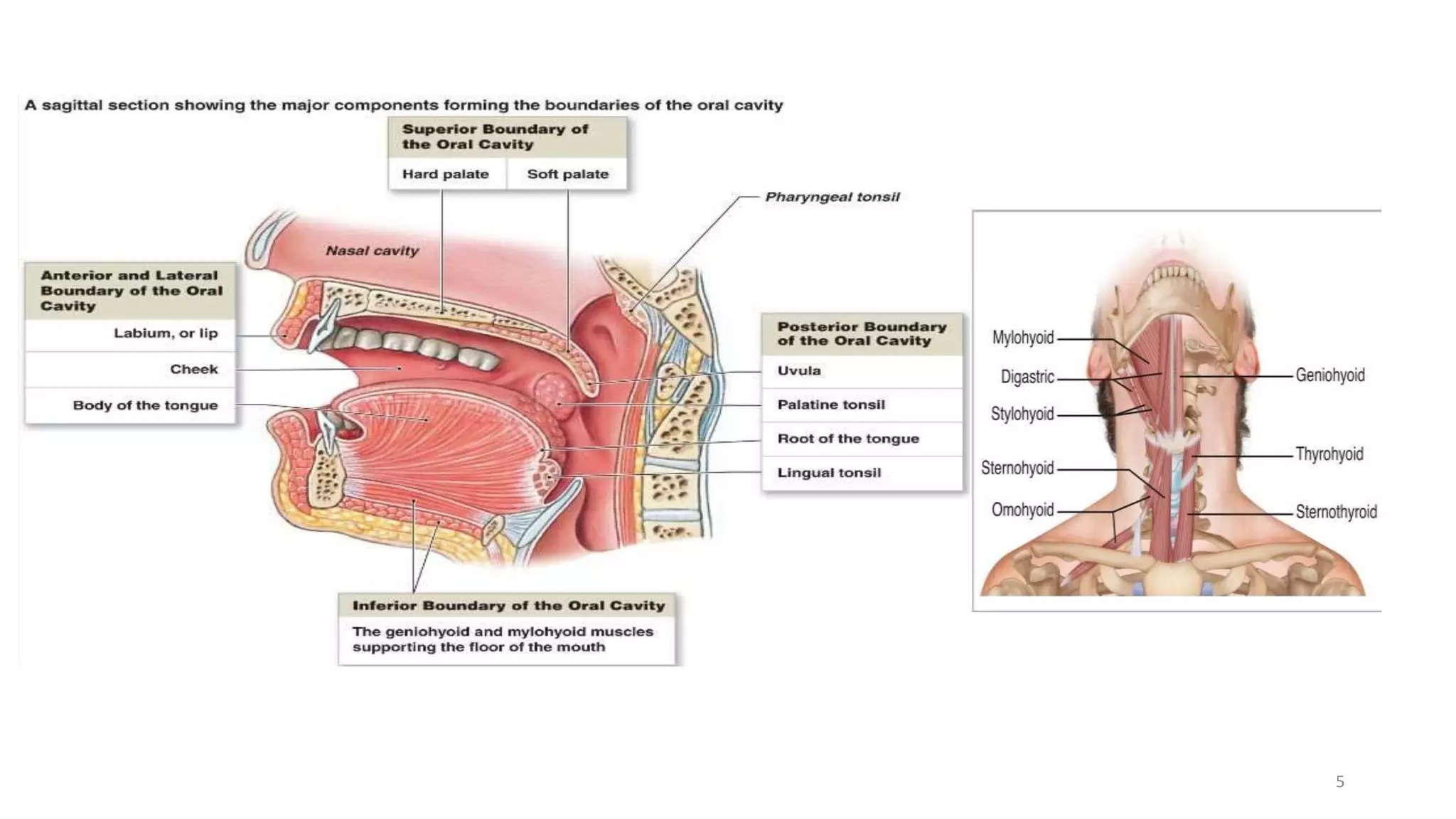 Anatomy Of Oral Cavity And Oropharynx.pptx