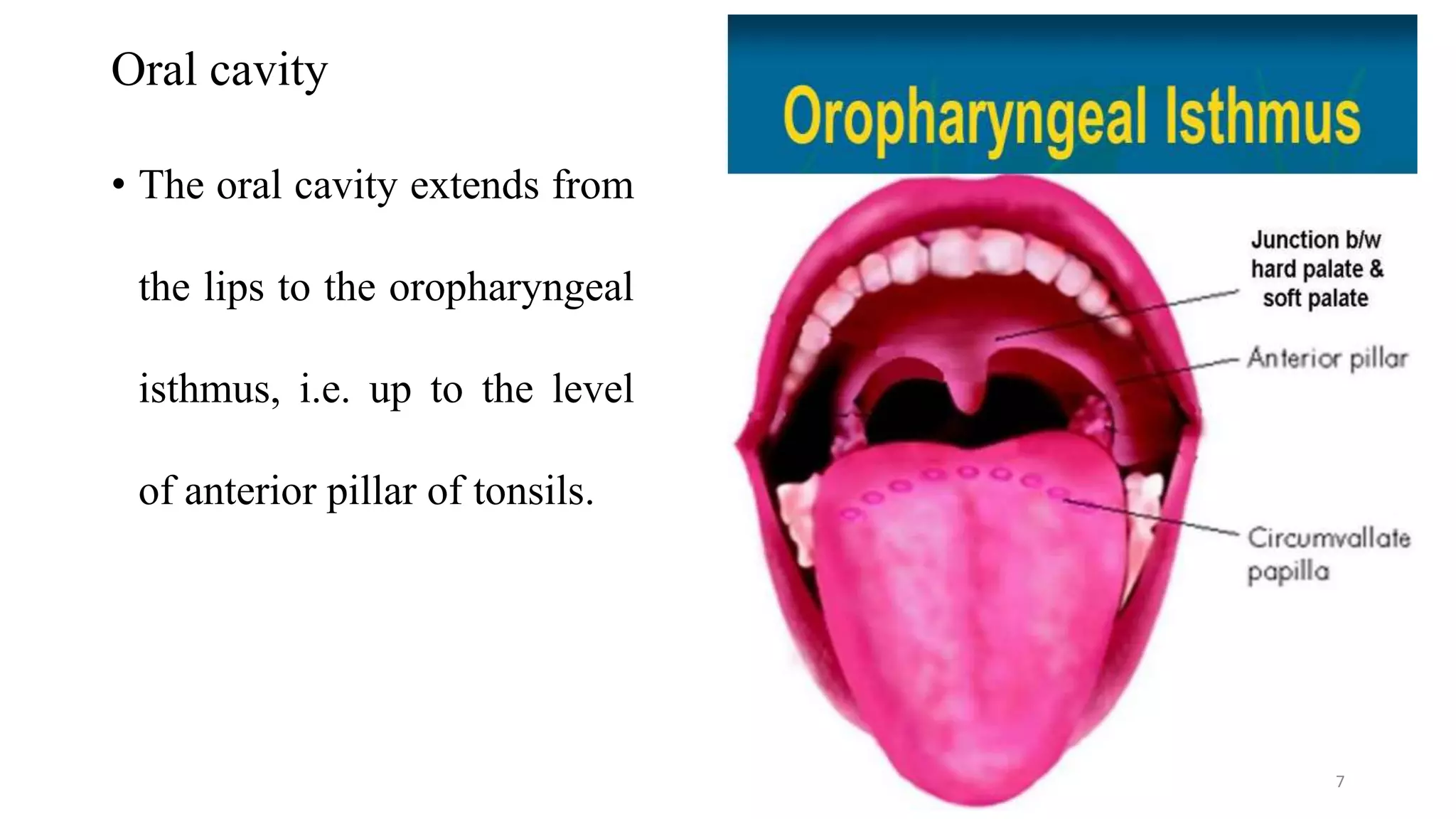 Anatomy Of Oral Cavity And Oropharynx.pptx