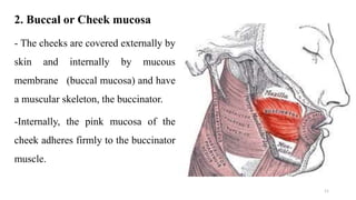 Anatomy Of Oral Cavity And Oropharynx.pptx