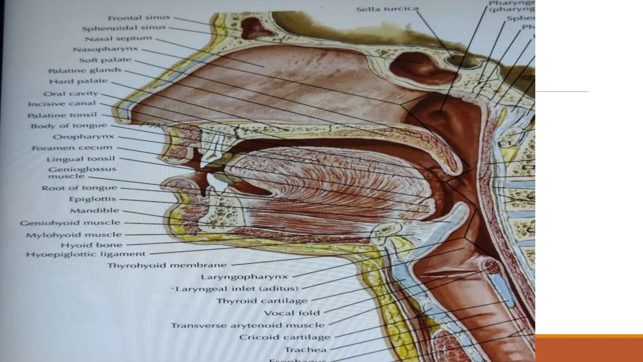 Anatomy of Oral Cavity and Oropharynx.pptx