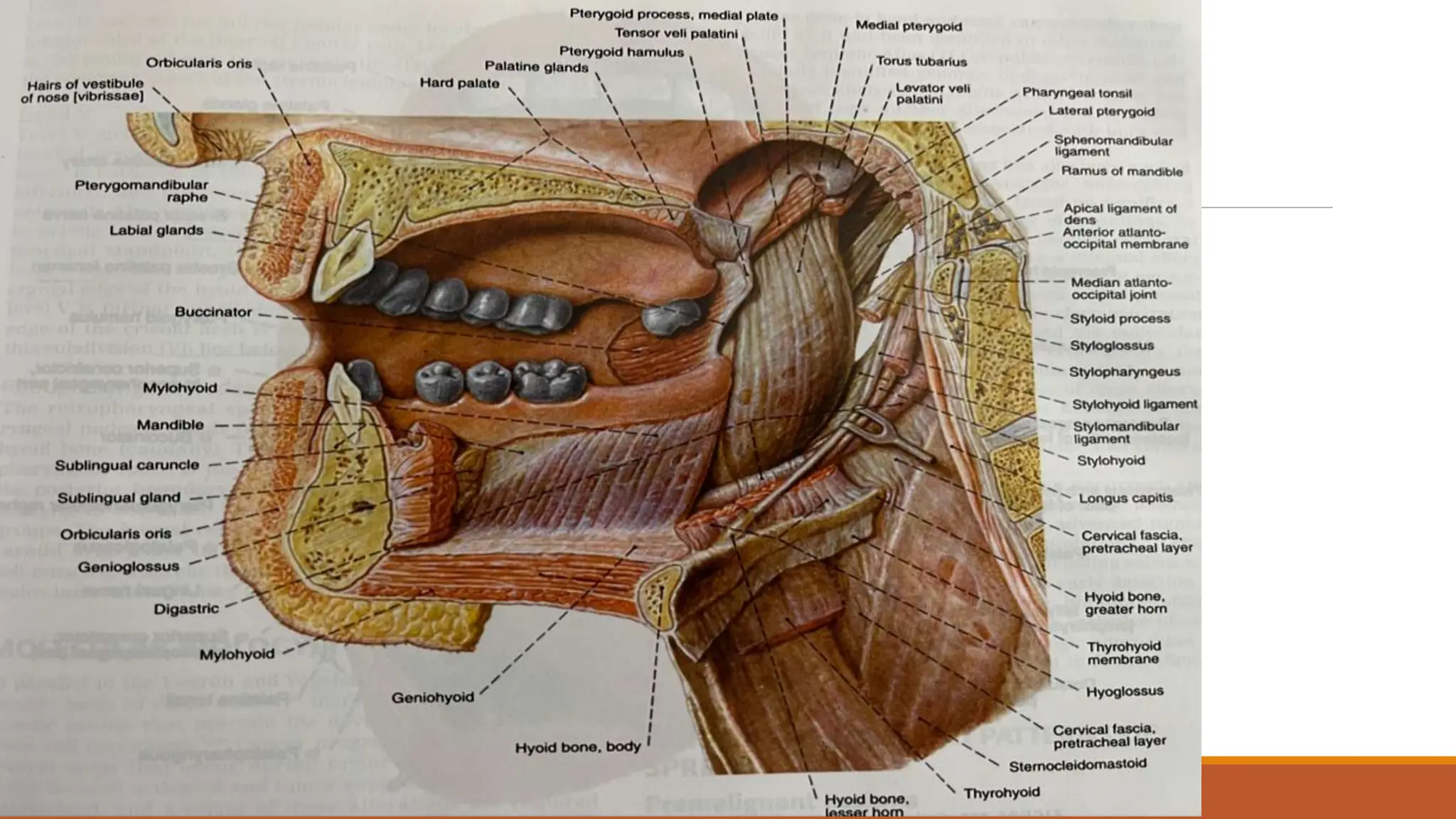 Anatomy of Oral Cavity and Oropharynx.pptx