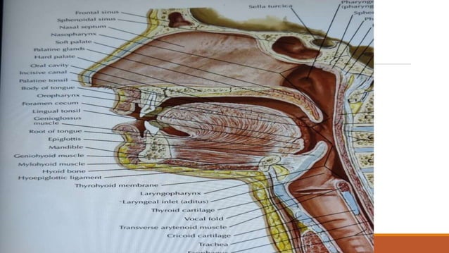 Anatomy of Oral Cavity and Oropharynx.pptx