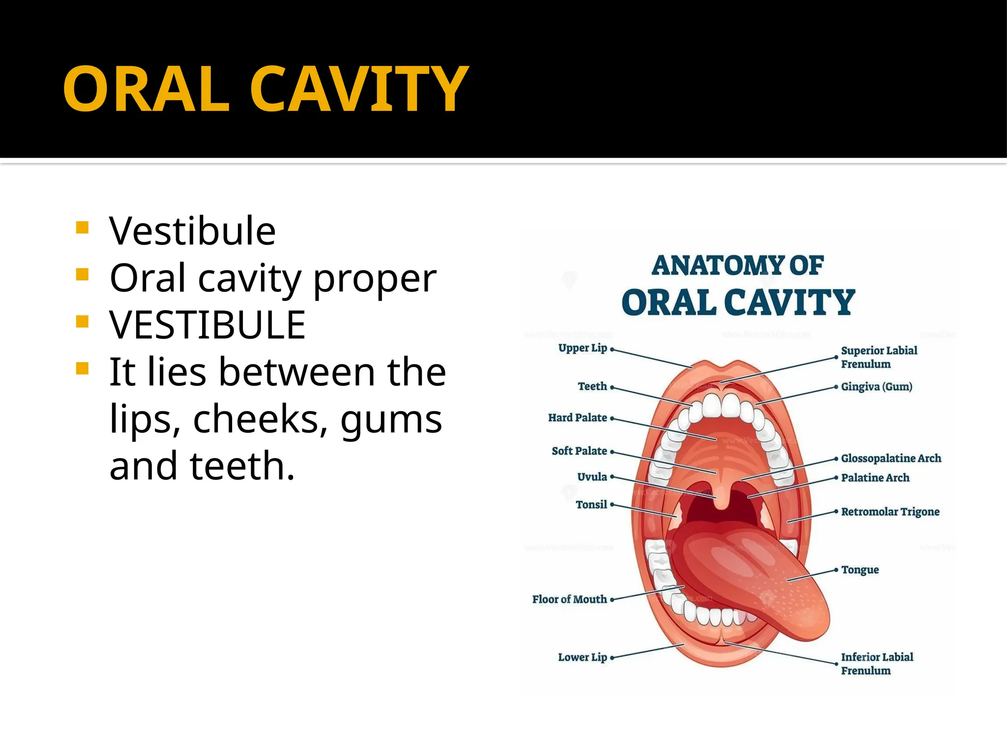 Anatomy Of Oral Cavity And Pharynx Oral Cavity Labeled Tongue Diagram