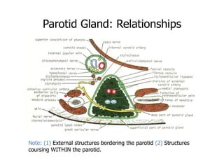 Oral cavity & Salivary Gland anatomy - Kathryn Boyce | PPTX