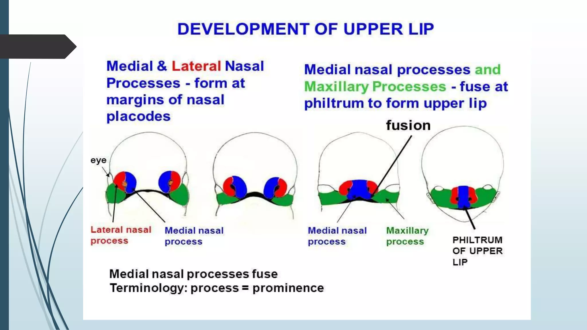 Anatomy and Physiology of Oral Cavity & Oropharynx | PPTX