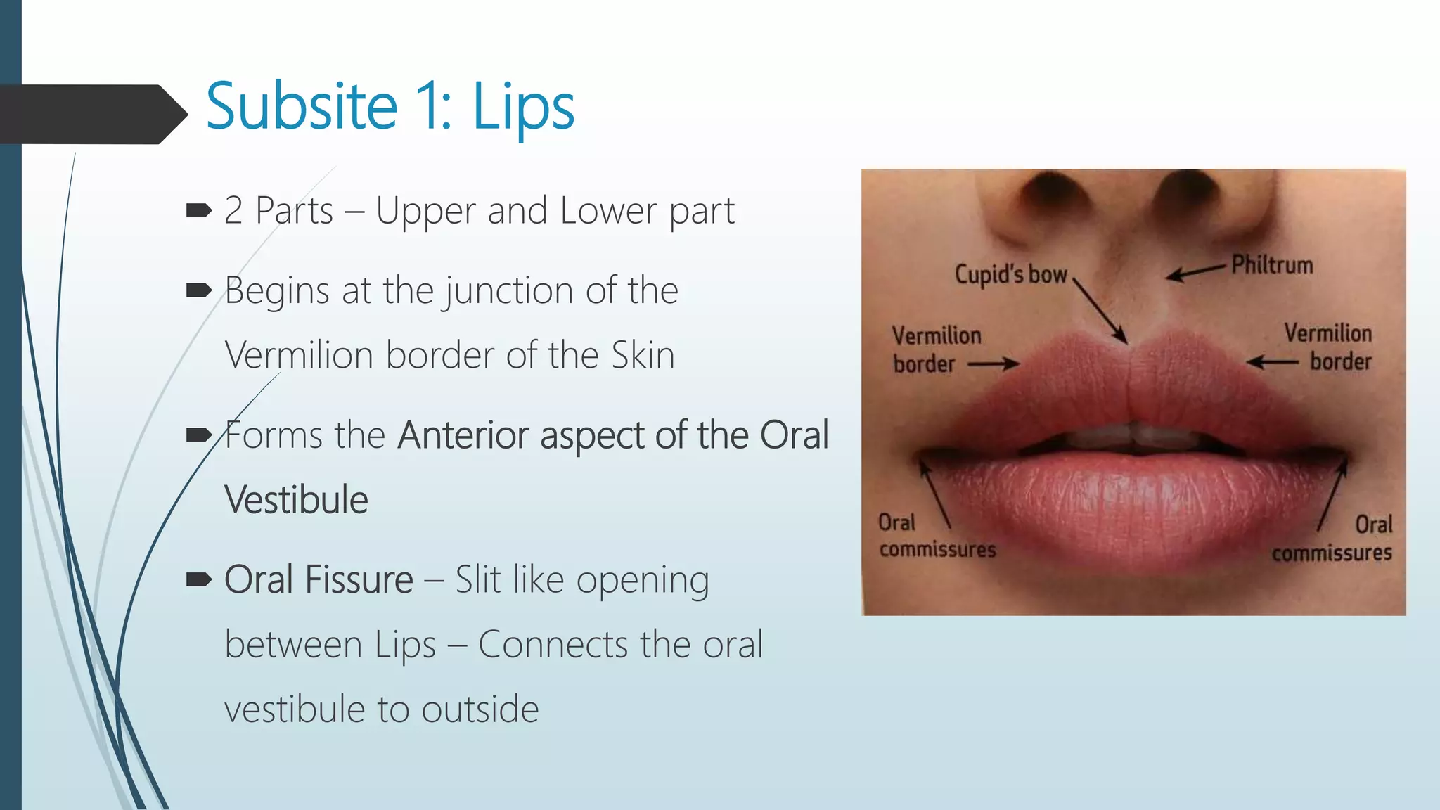Anatomy and Physiology of Oral Cavity & Oropharynx | PPTX