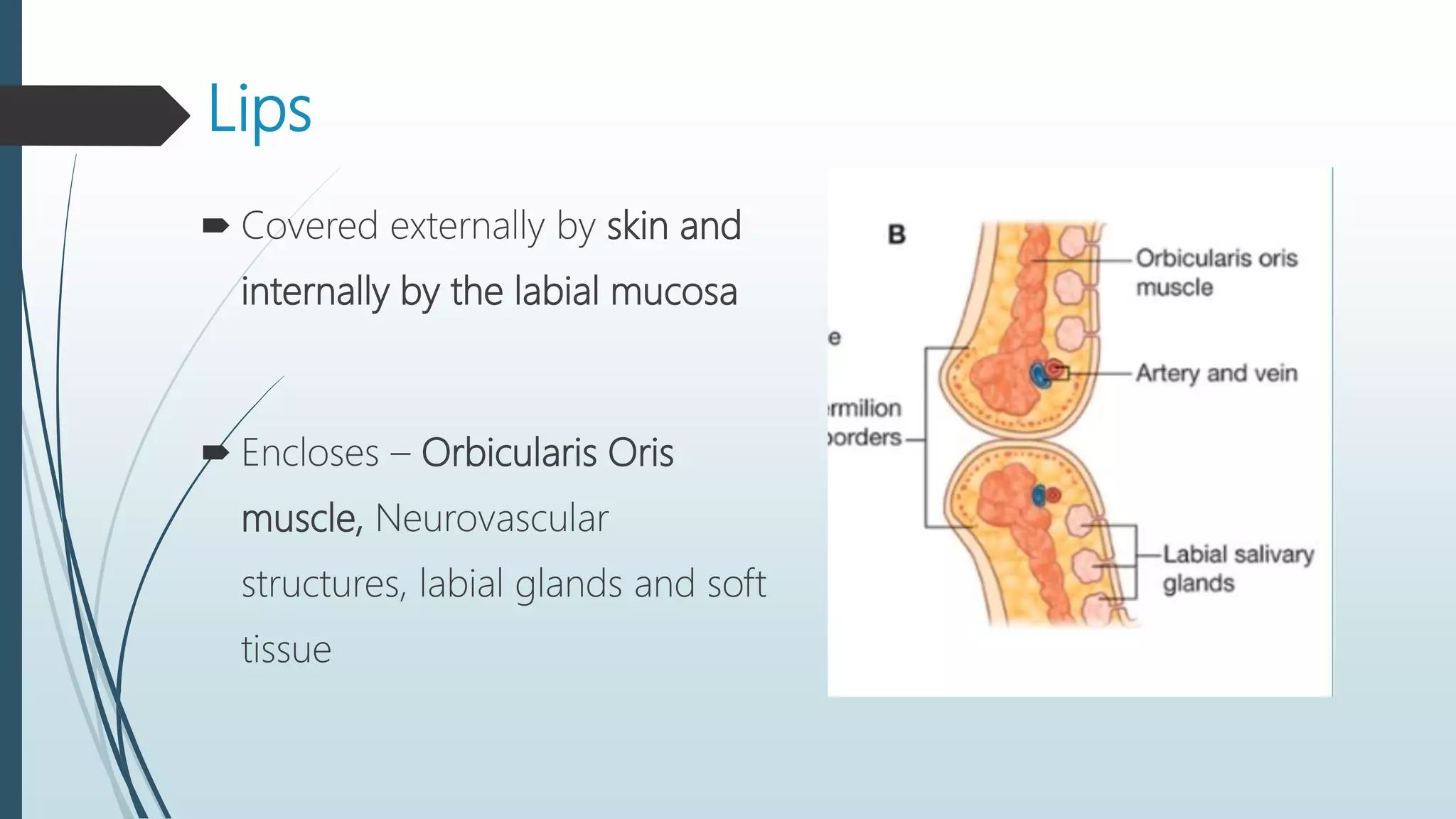 Anatomy and Physiology of Oral Cavity & Oropharynx | PPTX