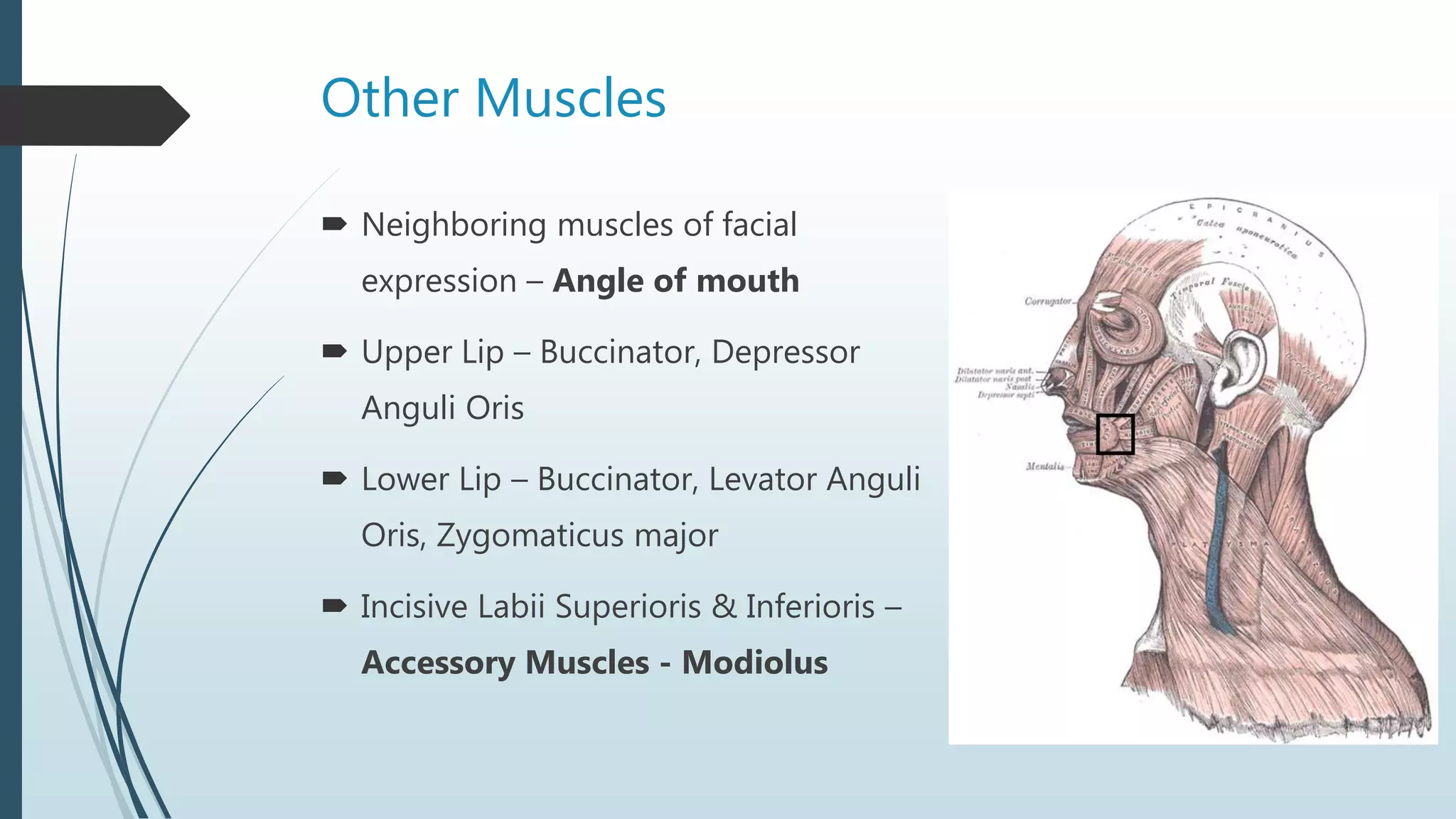 Anatomy and Physiology of Oral Cavity & Oropharynx | PPTX