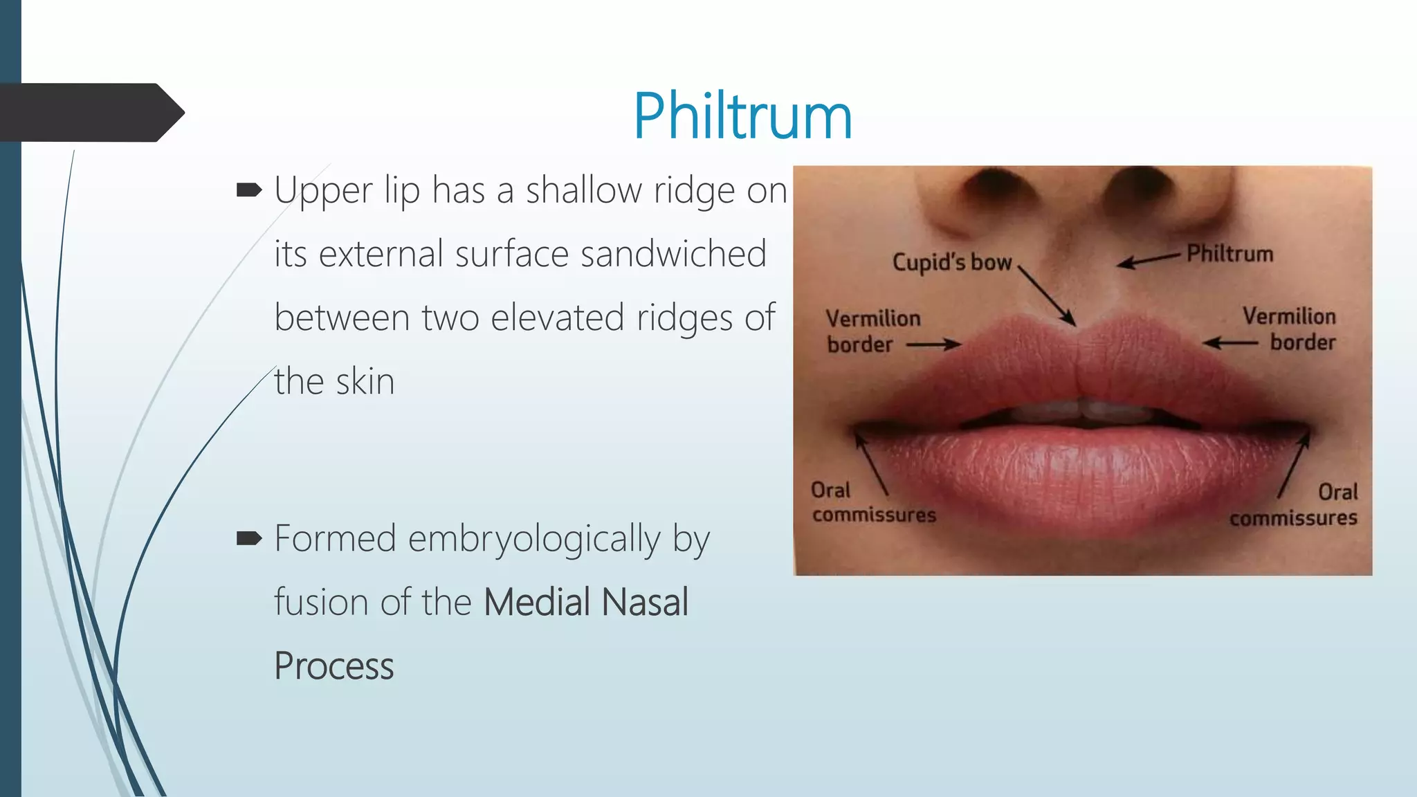 Anatomy and Physiology of Oral Cavity & Oropharynx | PPTX