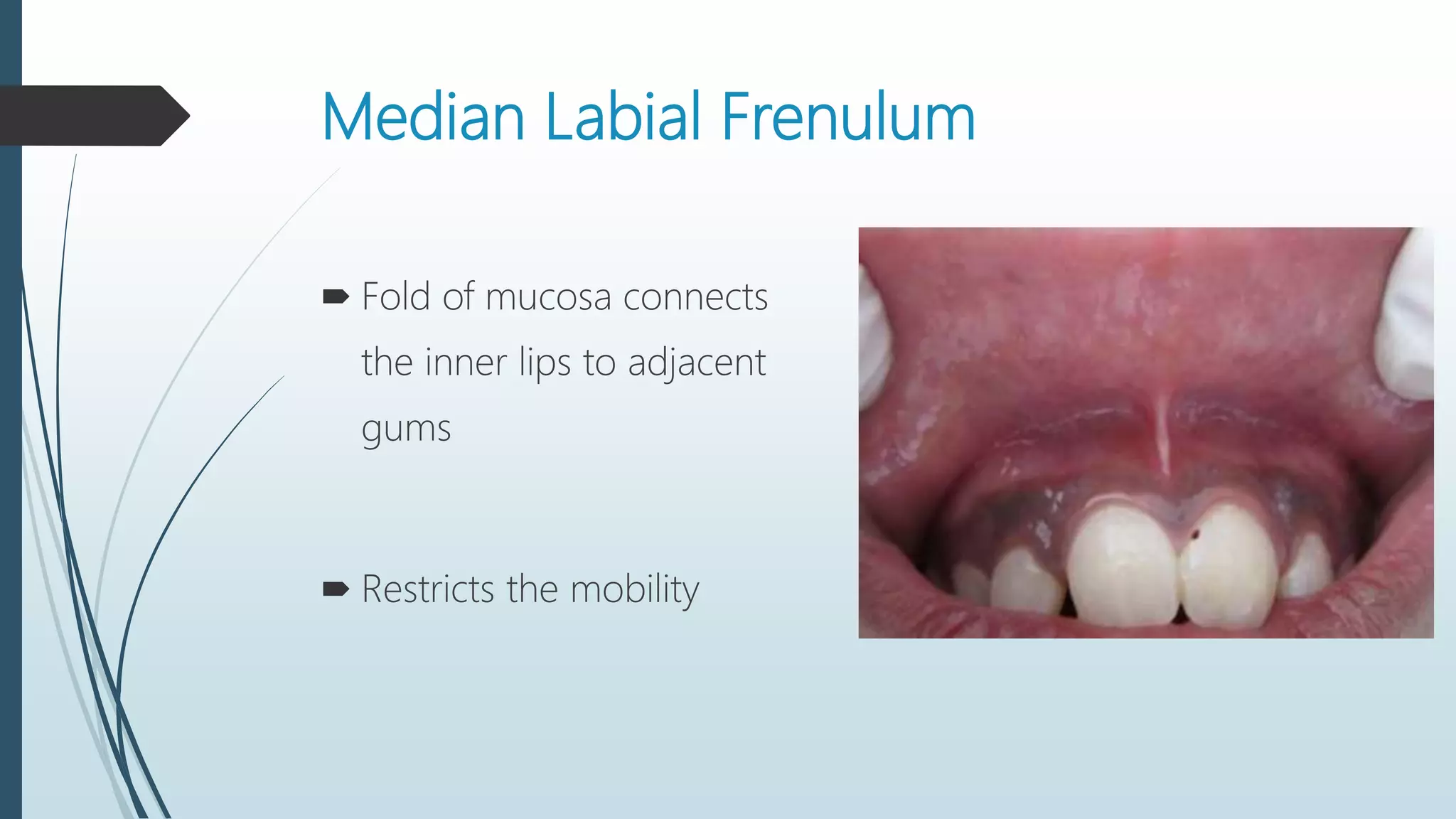 Anatomy and Physiology of Oral Cavity & Oropharynx | PPTX