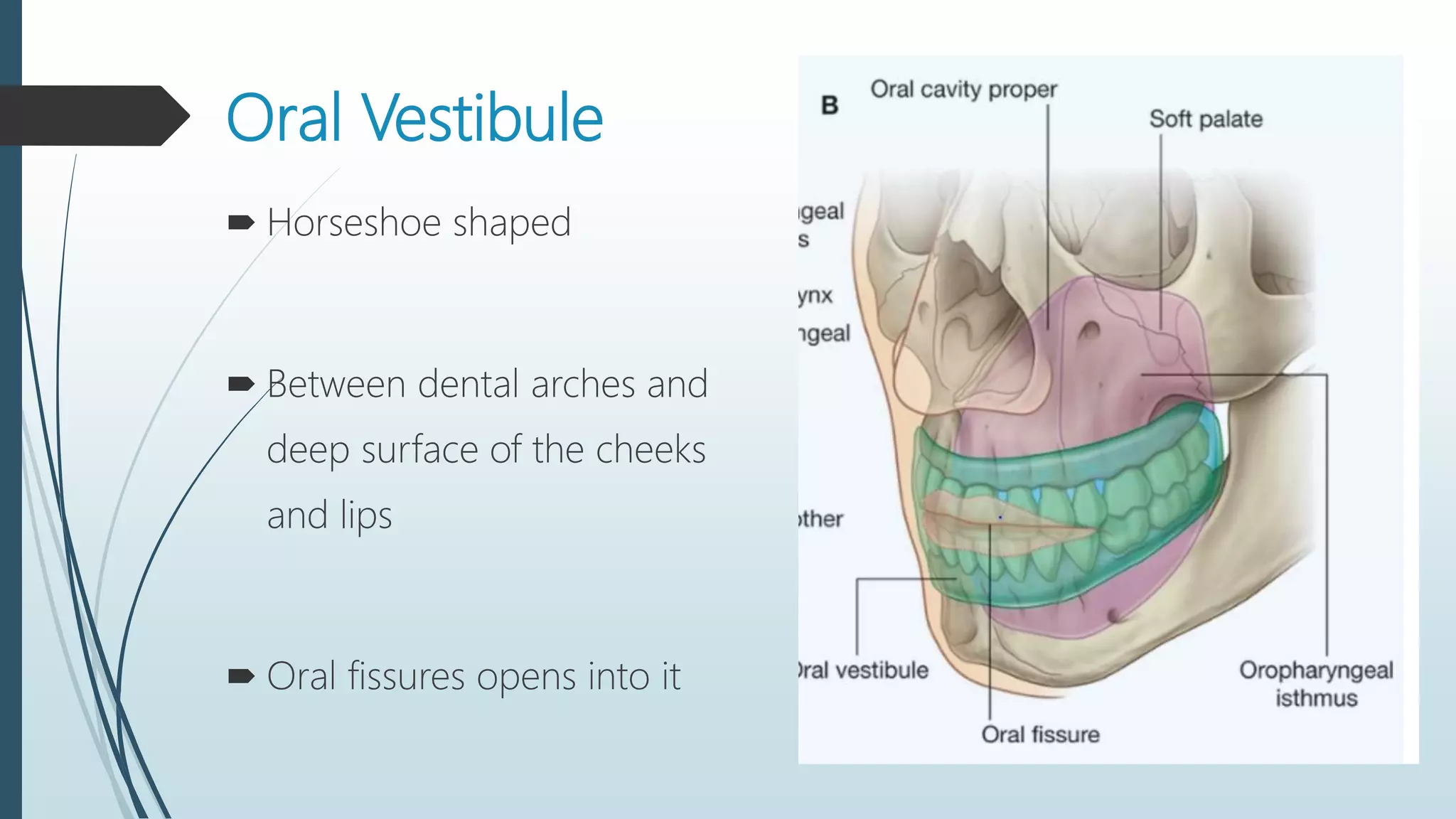Anatomy and Physiology of Oral Cavity & Oropharynx | PPTX