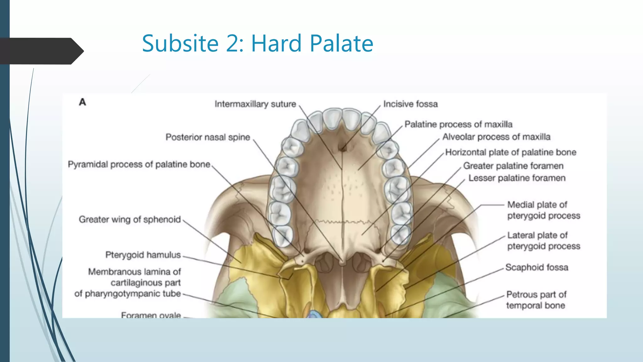 Anatomy and Physiology of Oral Cavity & Oropharynx | PPTX