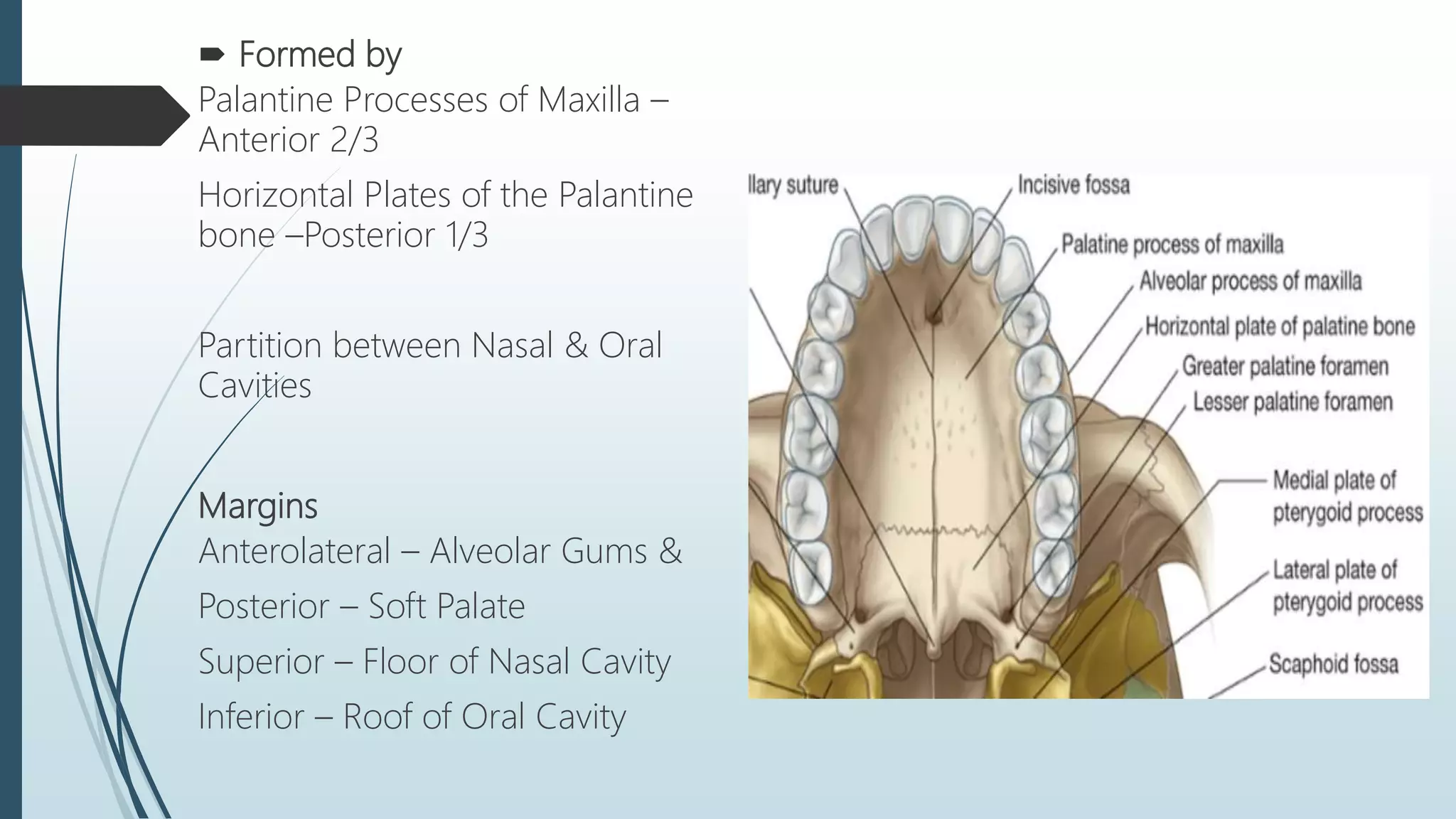 Anatomy and Physiology of Oral Cavity & Oropharynx | PPTX | Ear, Nose and Throat Conditions ...