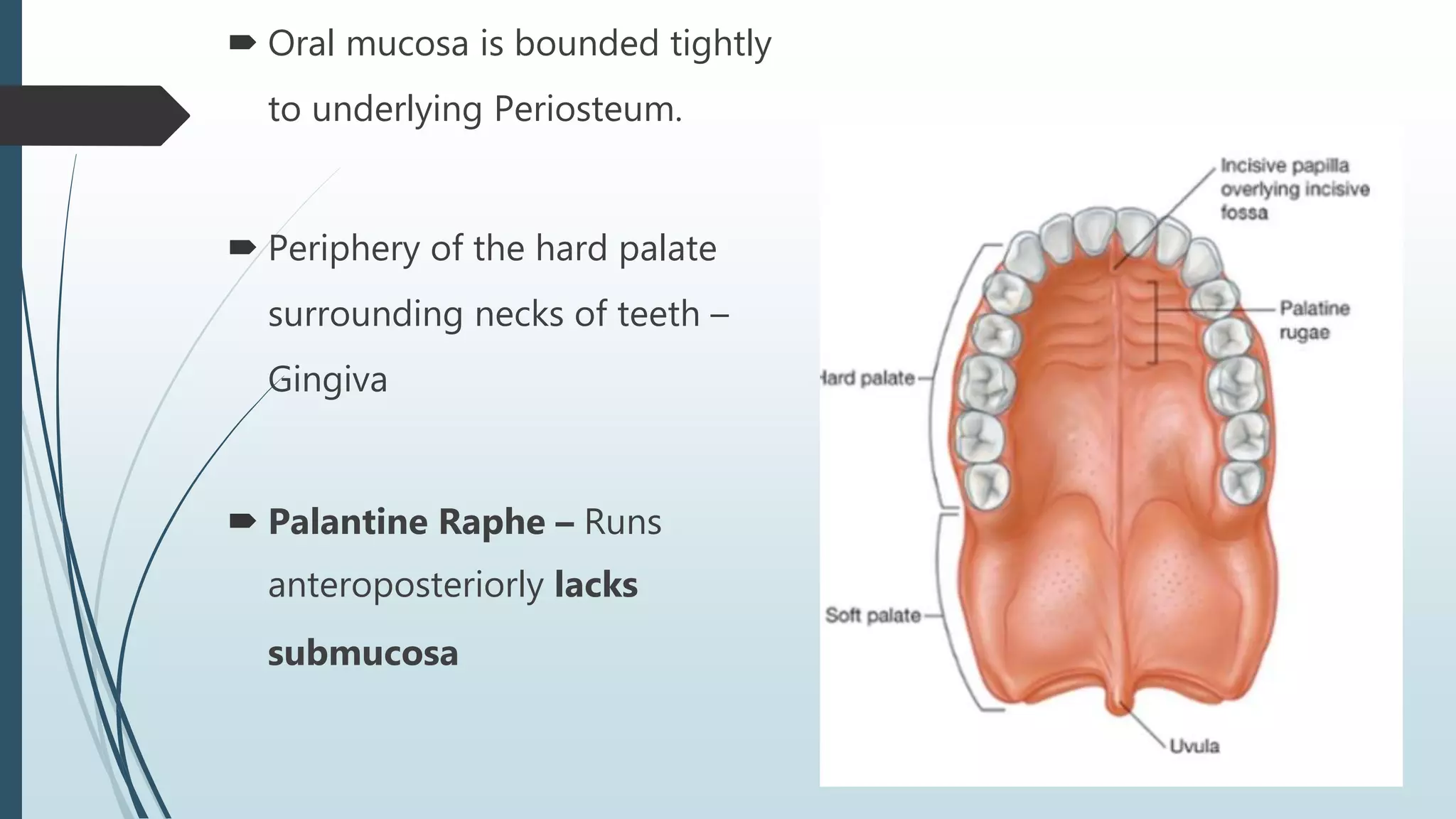 Anatomy and Physiology of Oral Cavity & Oropharynx | PPTX
