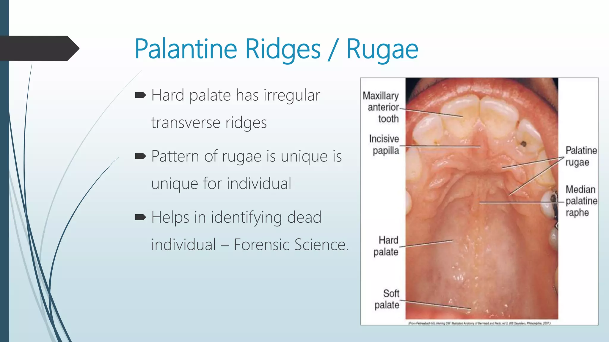 Anatomy and Physiology of Oral Cavity & Oropharynx | PPTX