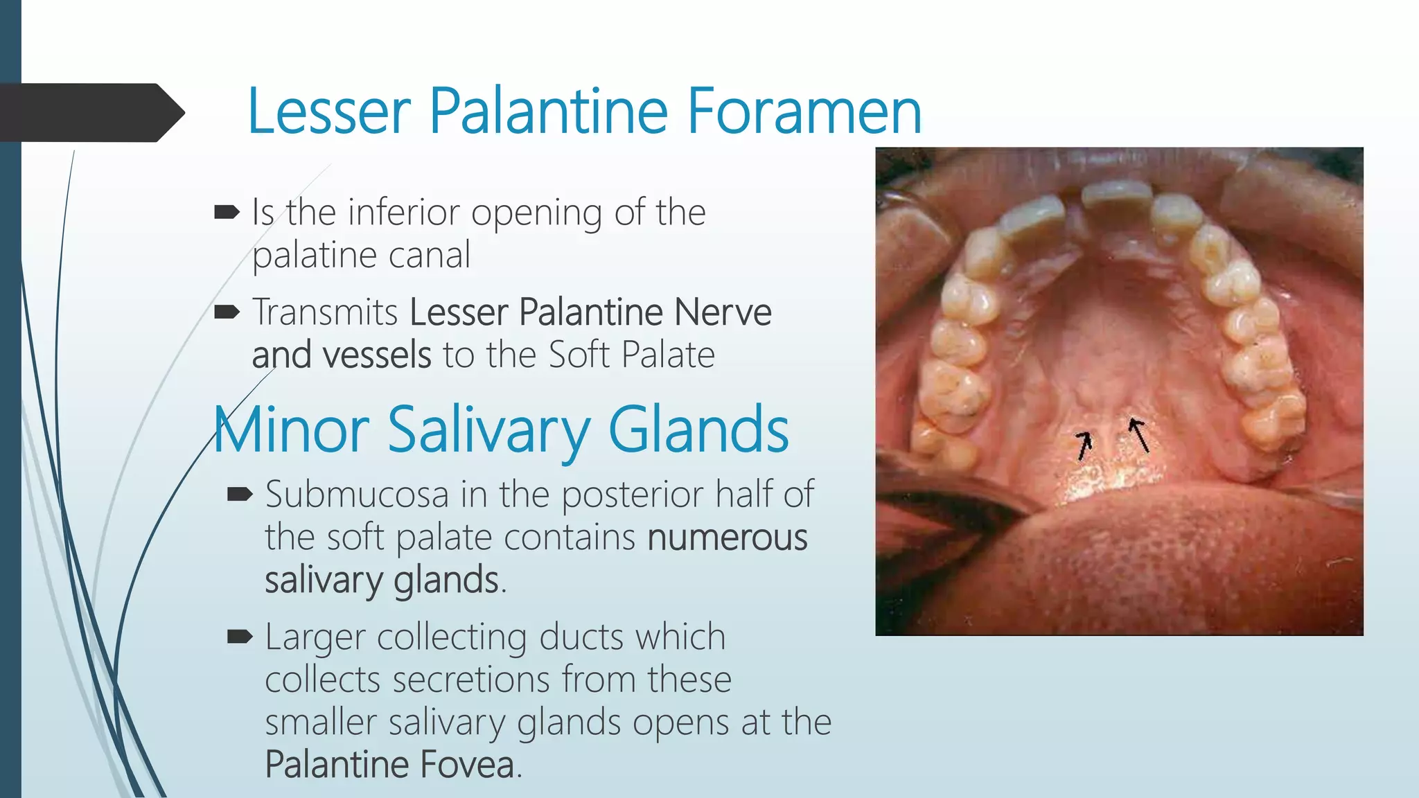 Anatomy and Physiology of Oral Cavity & Oropharynx | PPTX