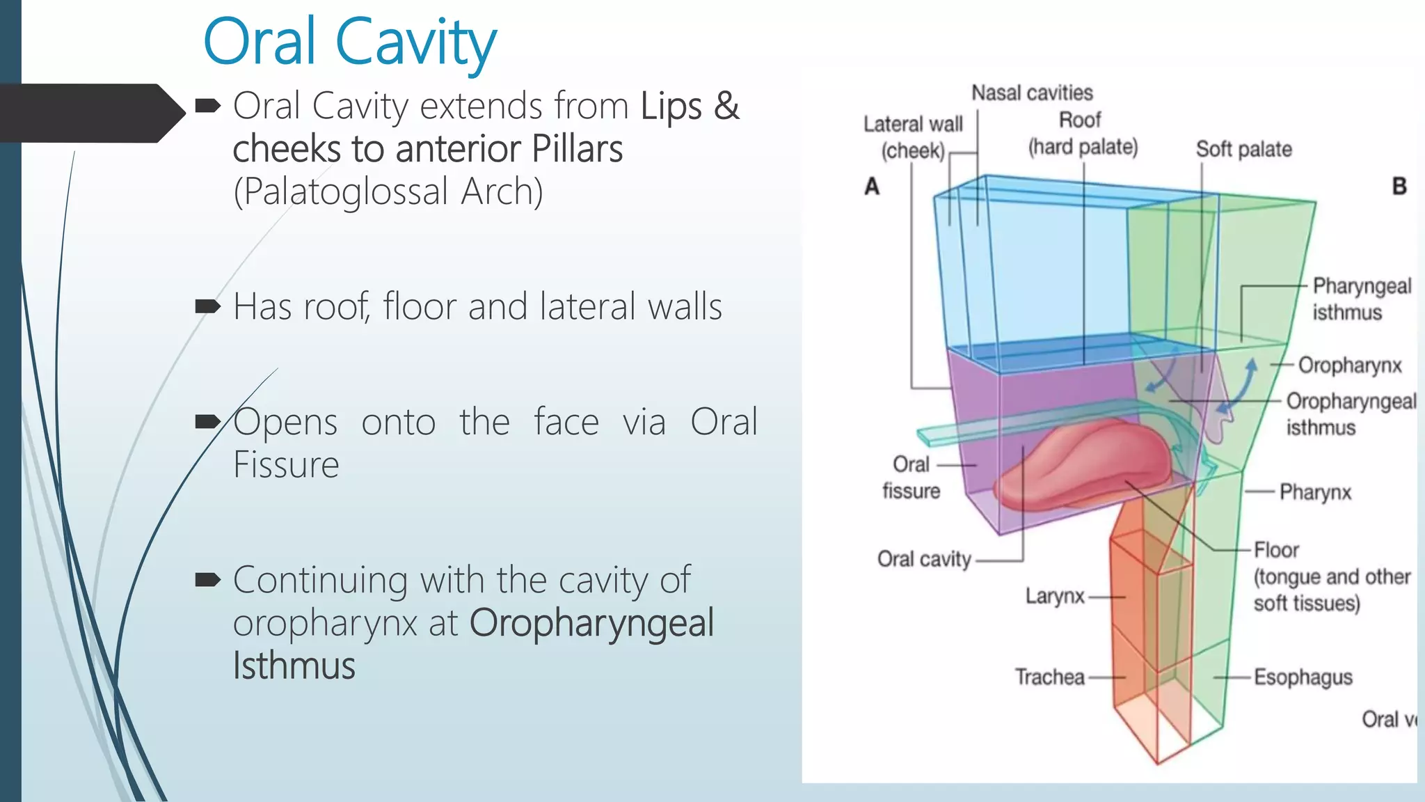Anatomy and Physiology of Oral Cavity & Oropharynx | PPTX | Ear, Nose and Throat Conditions ...