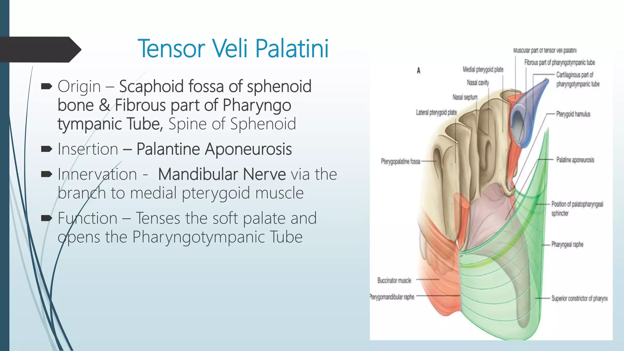 Anatomy and Physiology of Oral Cavity & Oropharynx | PPTX