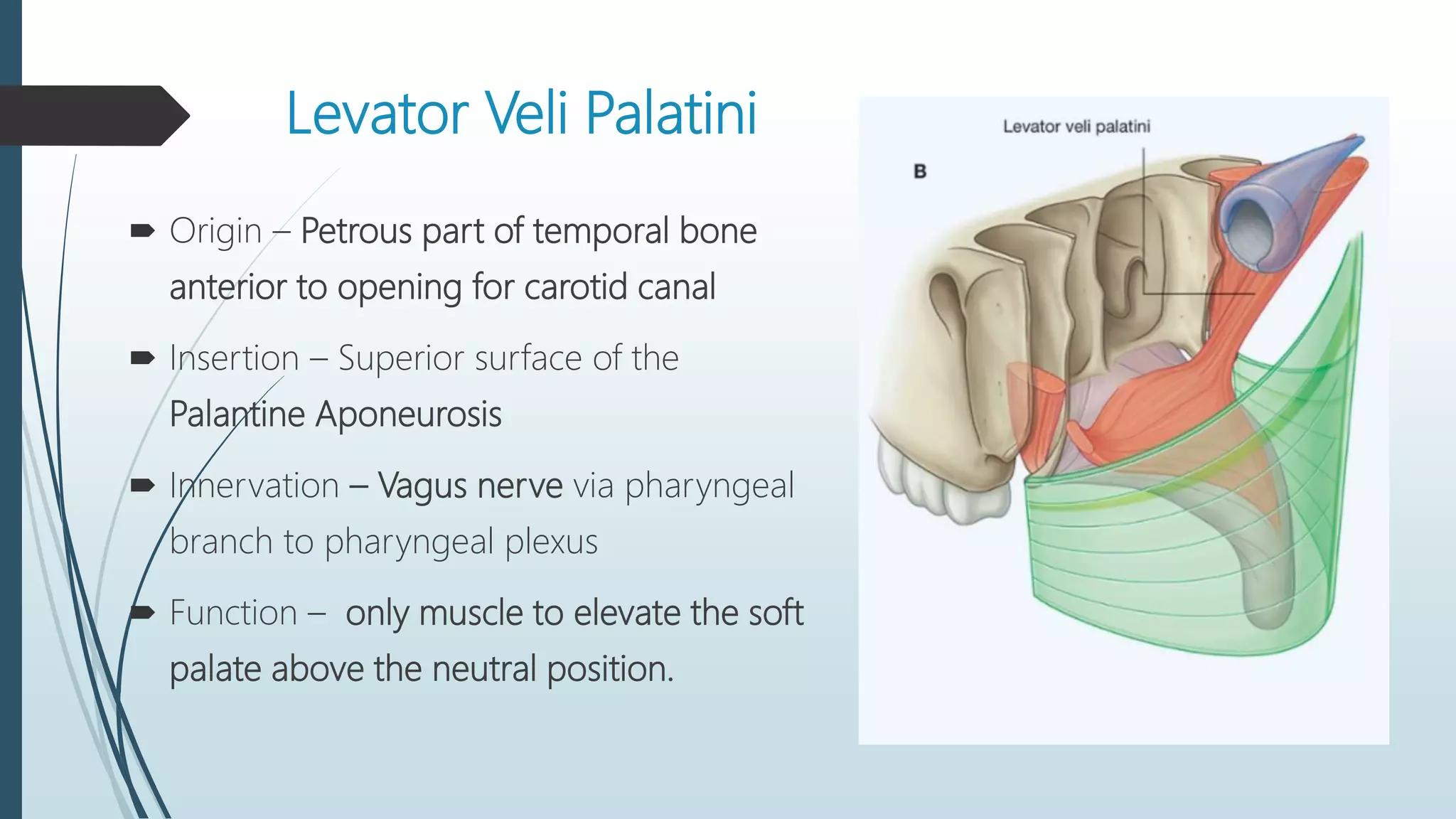 Anatomy and Physiology of Oral Cavity & Oropharynx | PPTX
