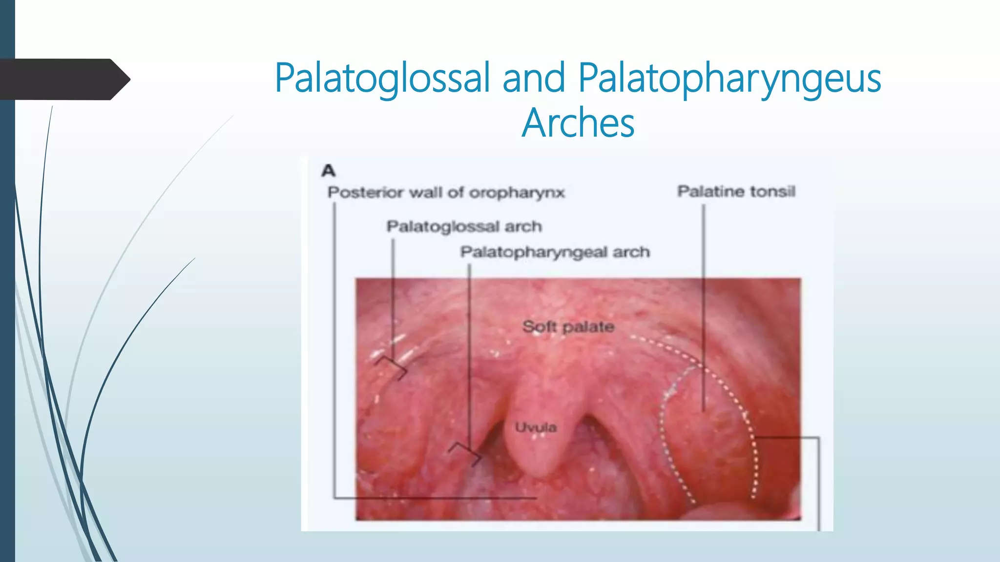 Anatomy and Physiology of Oral Cavity & Oropharynx | PPTX | Ear, Nose and Throat Conditions ...