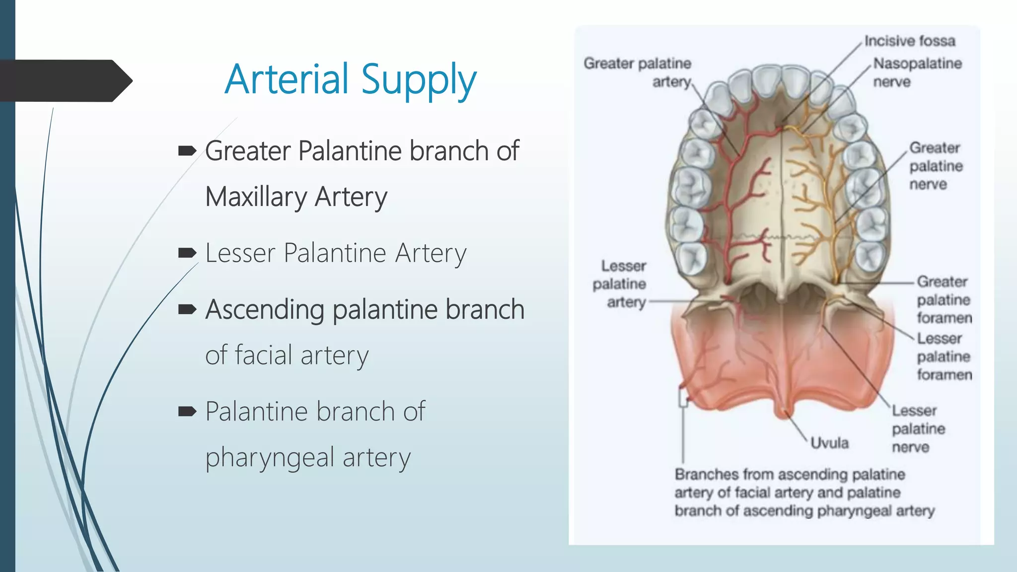 Anatomy and Physiology of Oral Cavity & Oropharynx | PPTX