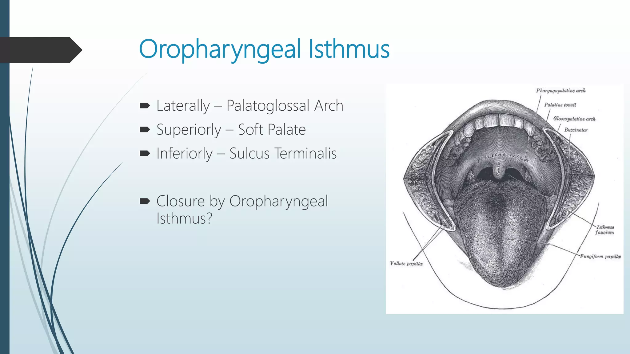 Anatomy and Physiology of Oral Cavity & Oropharynx | PPTX
