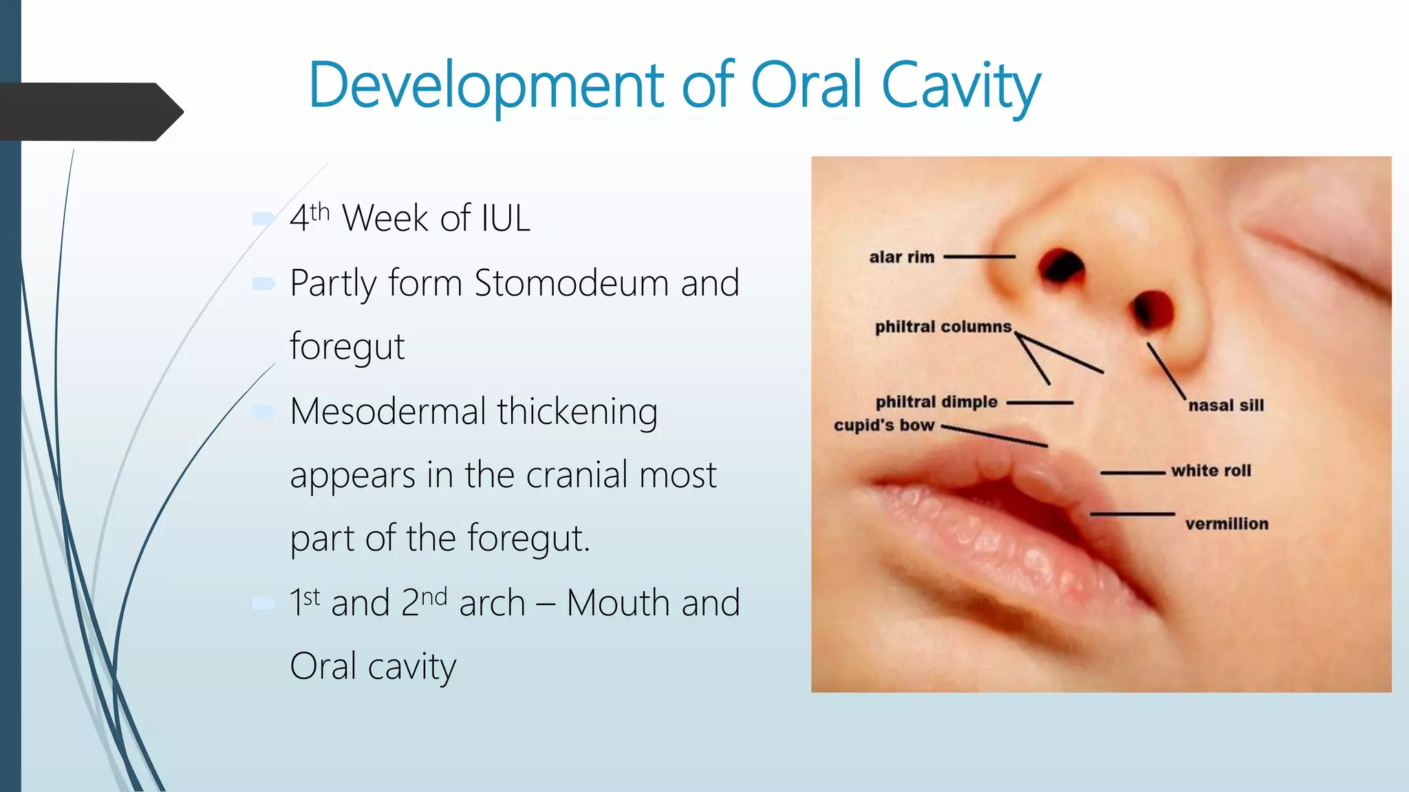 Anatomy and Physiology of Oral Cavity & Oropharynx | PPTX