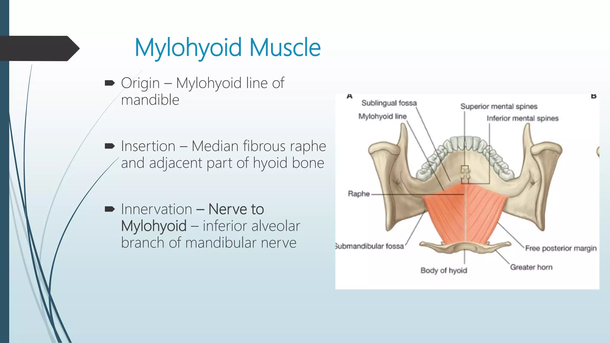 Anatomy and Physiology of Oral Cavity & Oropharynx | PPTX