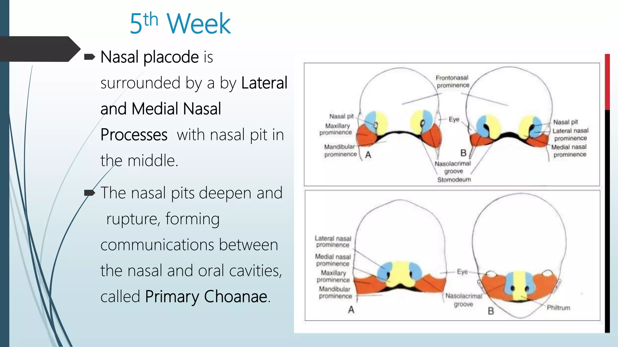 Anatomy and Physiology of Oral Cavity & Oropharynx | PPTX