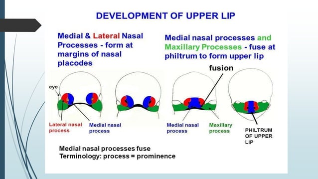 Anatomy and Physiology of Oral Cavity & Oropharynx | PPTX | Ear, Nose ...