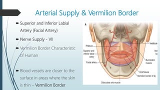 Anatomy and Physiology of Oral Cavity & Oropharynx | PPTX